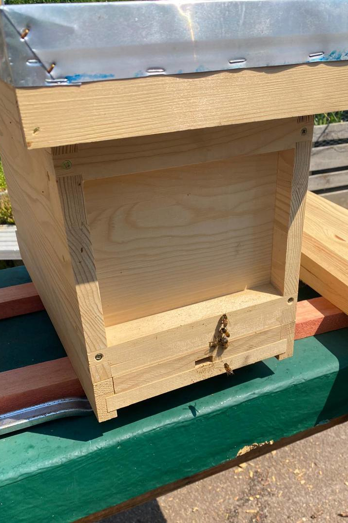Small Vent bees Re-homed - Honey Bee Rescue